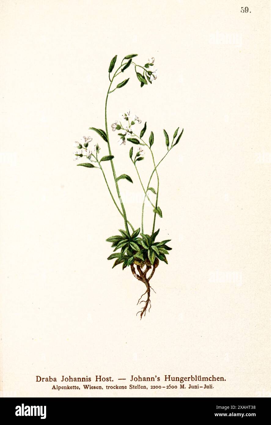 Johanns hungerblumchen hi-res stock photography and images - Alamy