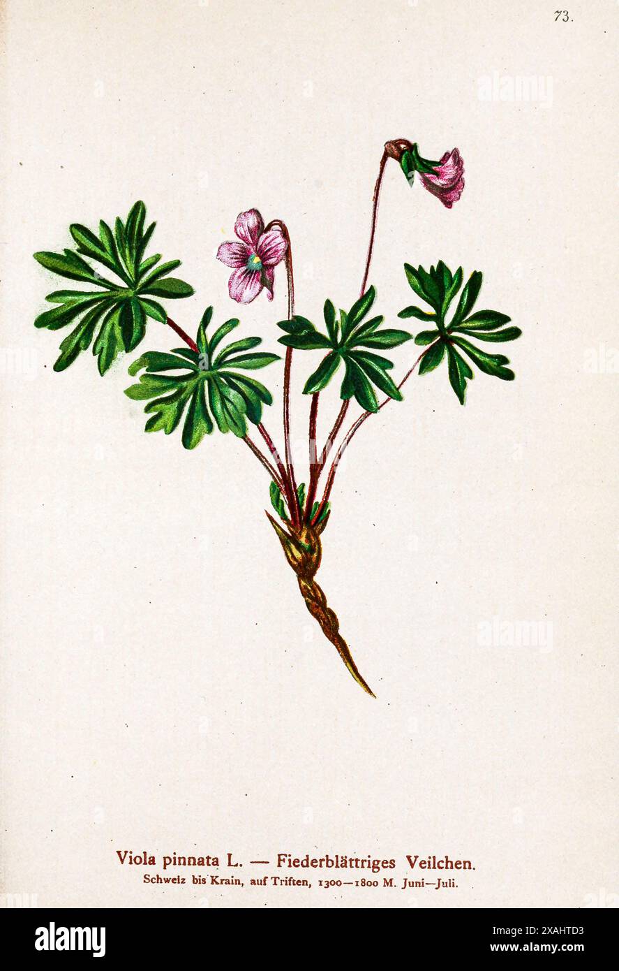 Viola pinnata l hi-res stock photography and images - Alamy