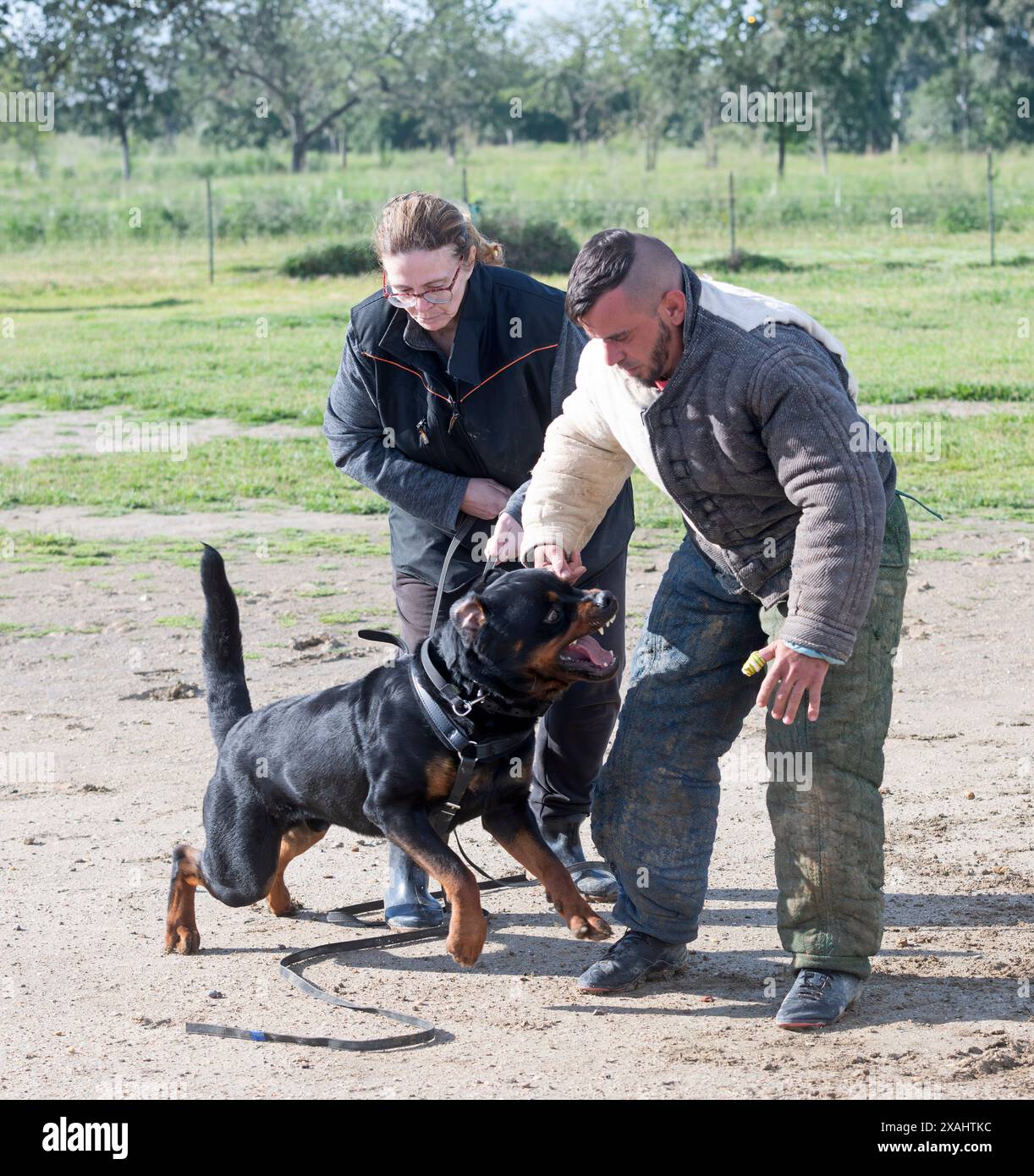young rottweiler training for protection sport and police Stock Photo ...