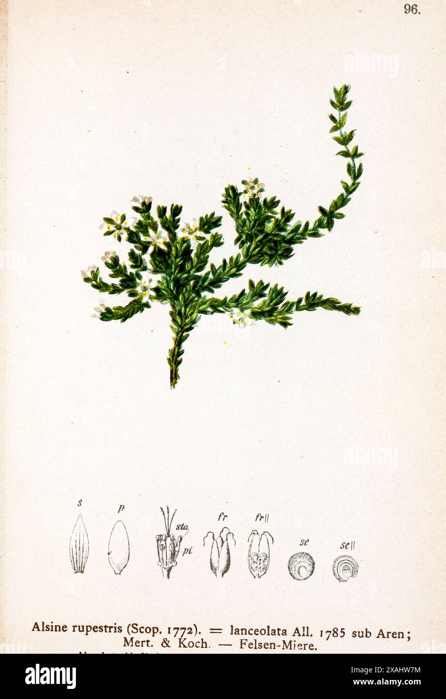Alsine rupestris (Scop. 1772). = lanceolata All. 1785 sub Aren Mert ...
