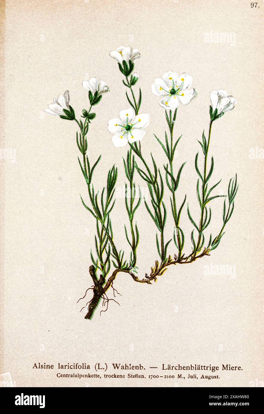 Alsine laricifolia hi-res stock photography and images - Alamy