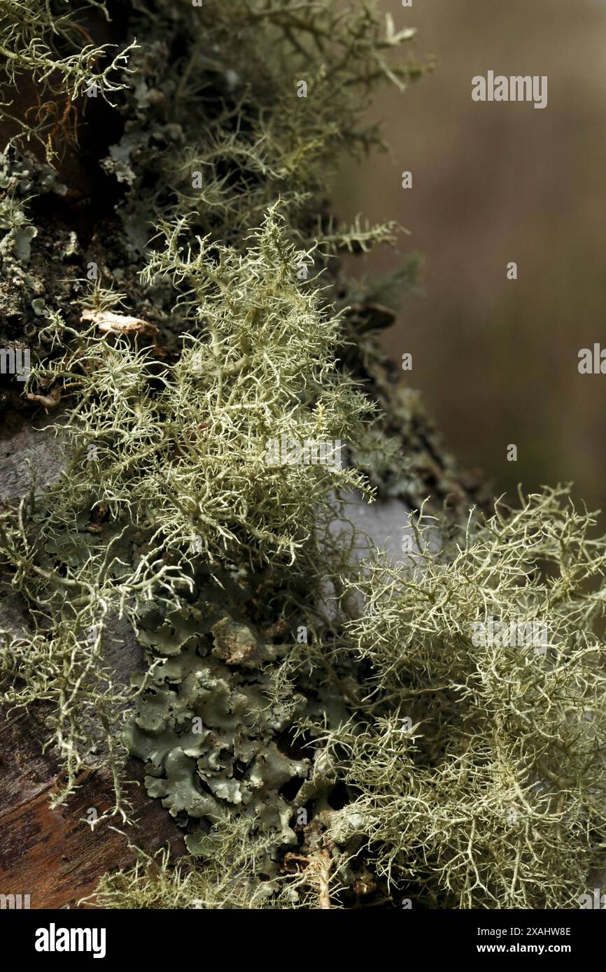 Usnea subfloridana, old man's beard, beard lichen or beard moss ...