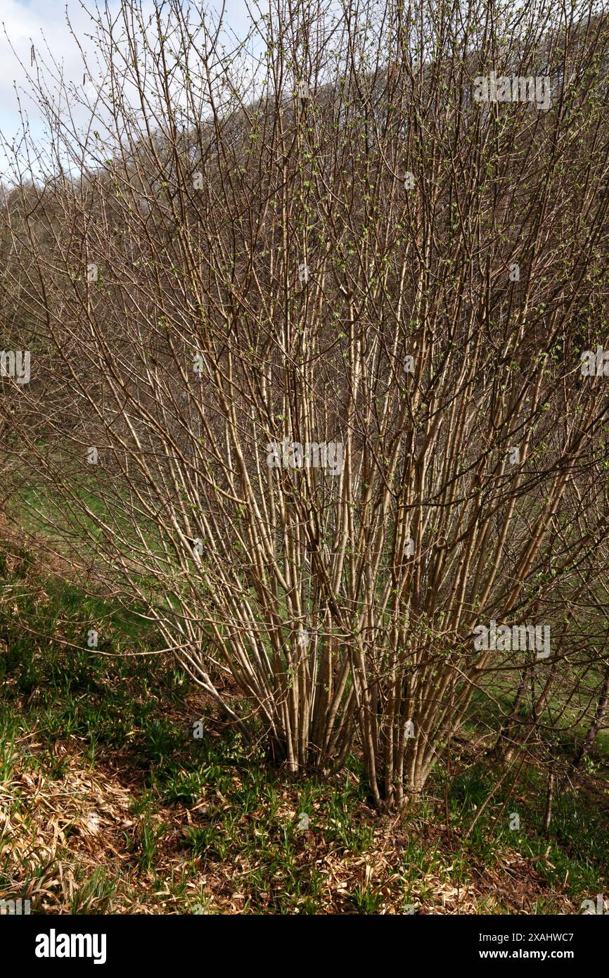 Hazel farm hi-res stock photography and images - Alamy