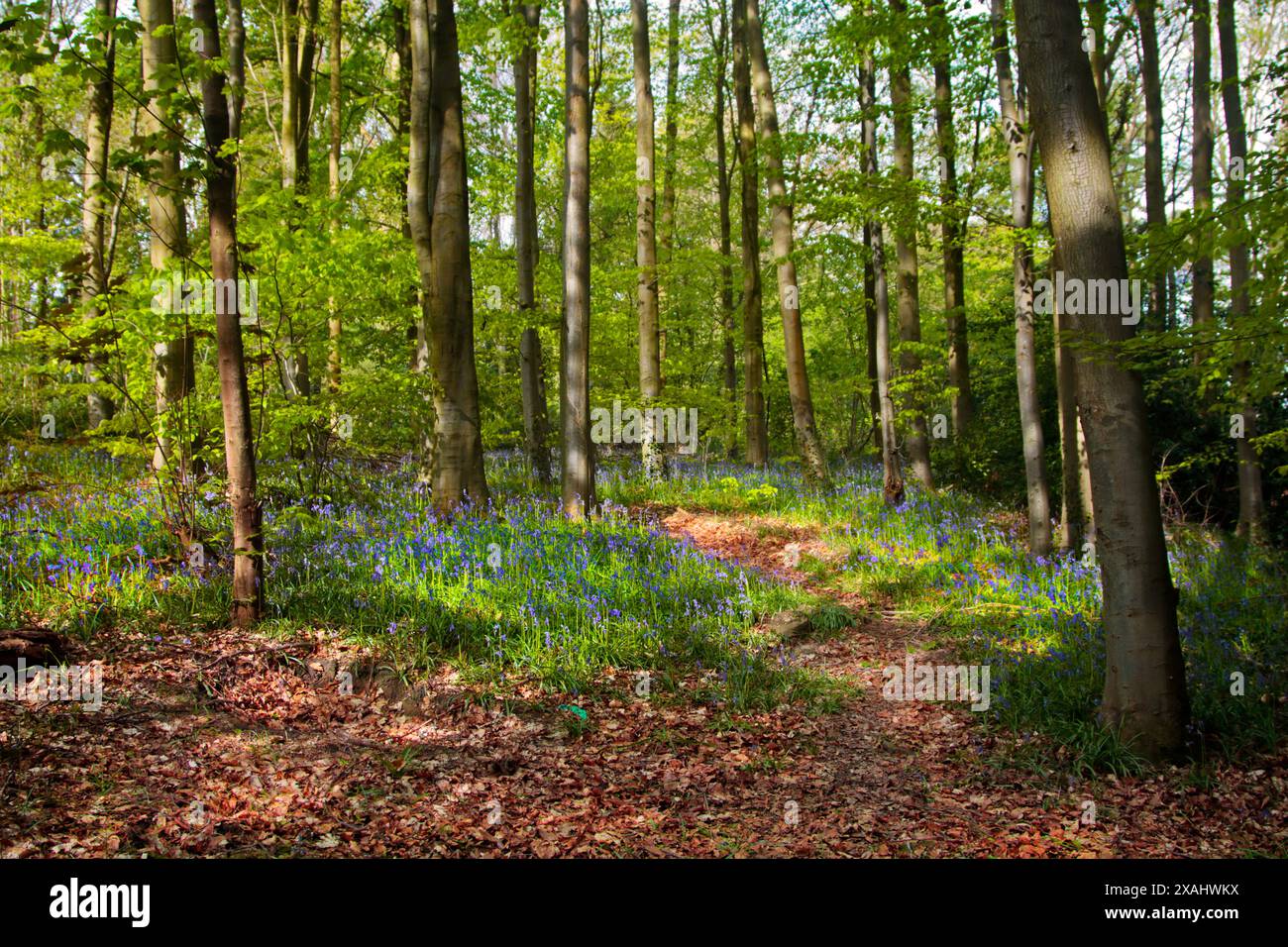 Bluebells in Plas Power Woods, Coedpoeth, Wales Stock Photo - Alamy