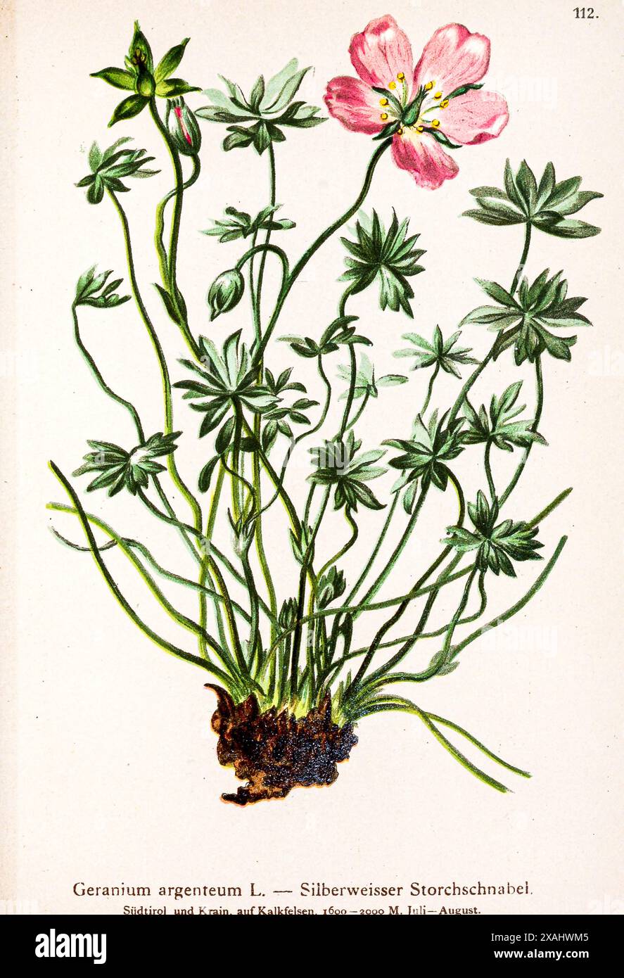 Geranium drawing hi-res stock photography and images - Alamy