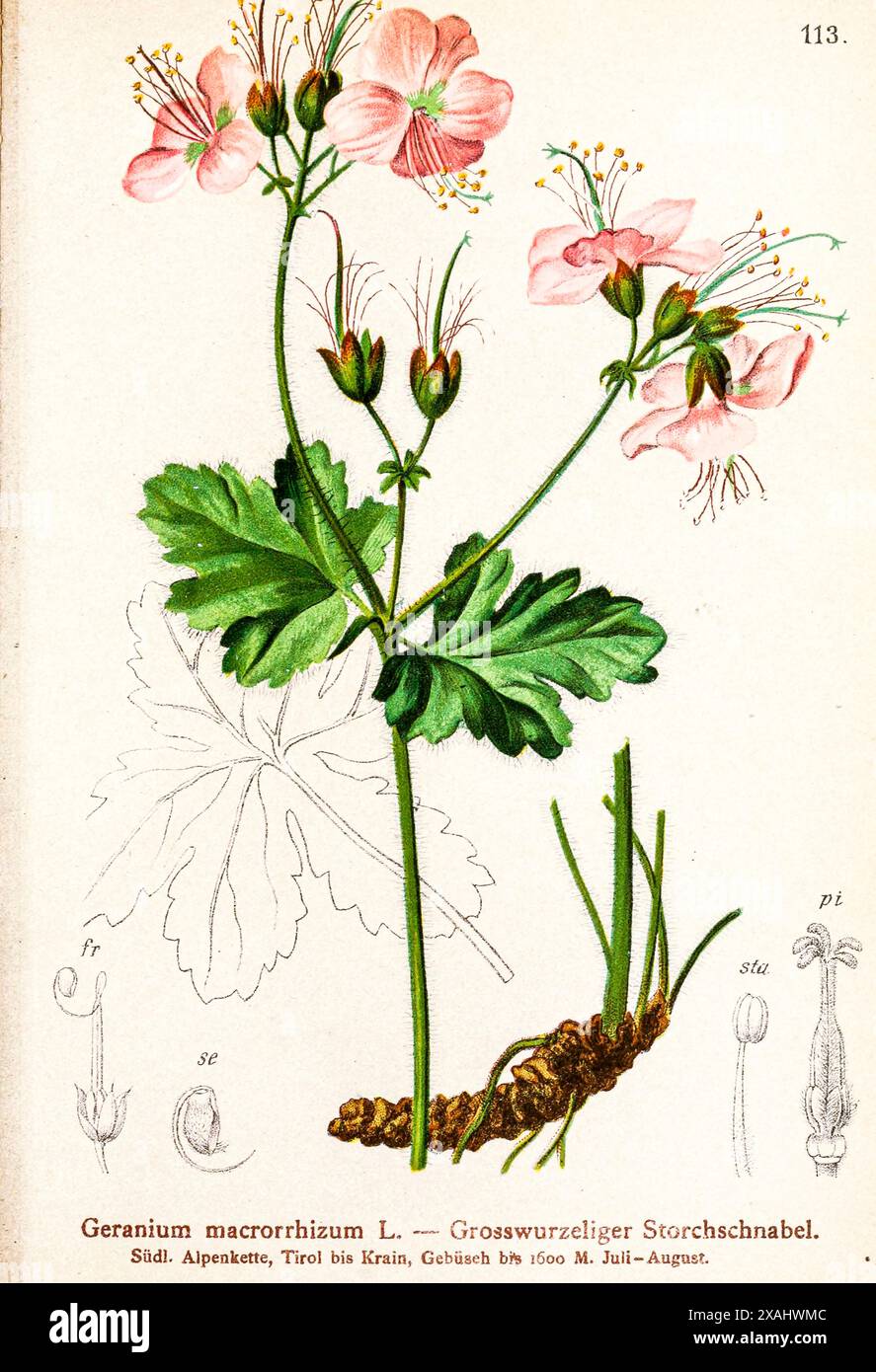 Geranium macrorrhizum L. — Grosswurzeliger Storchschnabel. Geranium ...