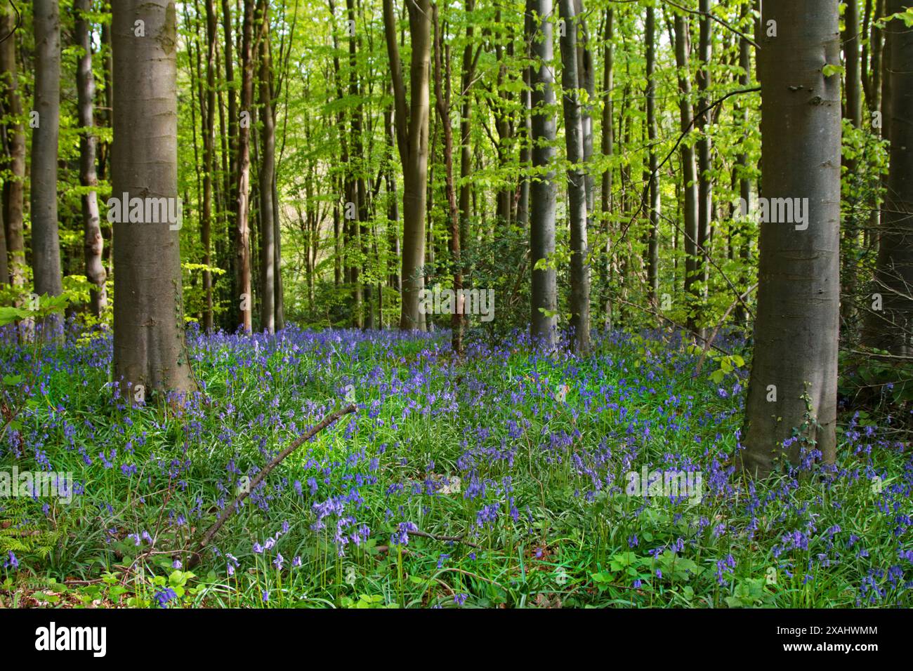 Plas power woods hi-res stock photography and images - Alamy