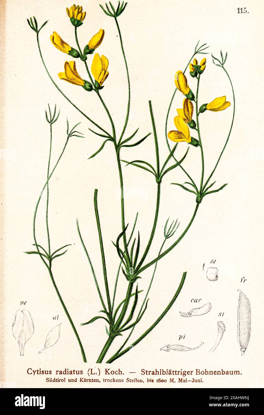 Strahlblattriger hi-res stock photography and images - Alamy