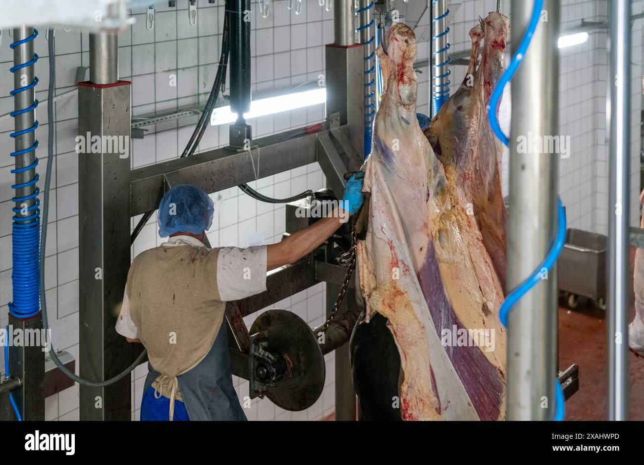 Skinned cow hi-res stock photography and images - Alamy