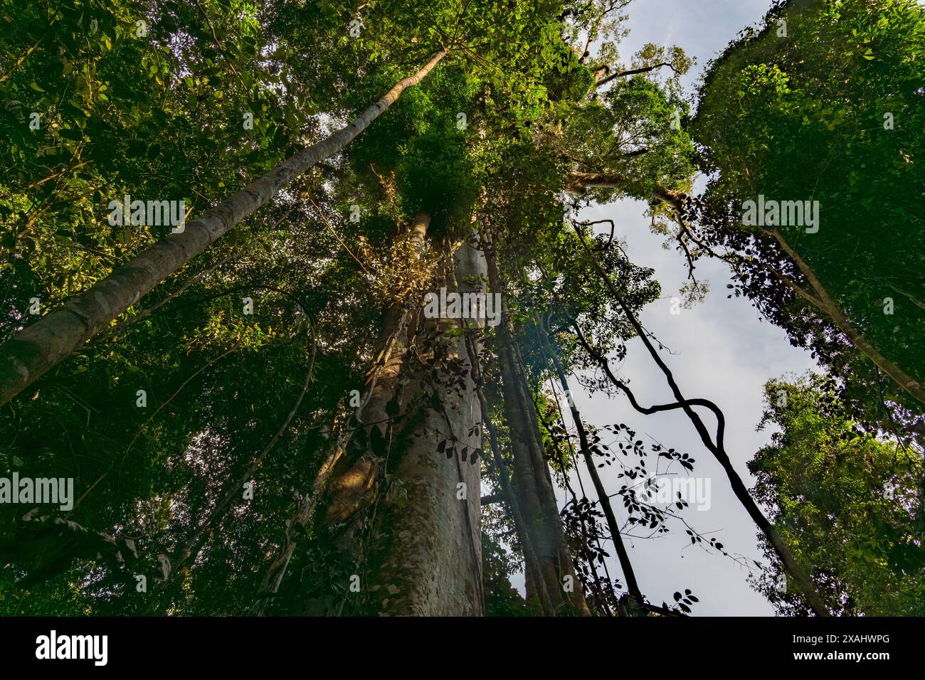 Biggest tree hi-res stock photography and images - Alamy