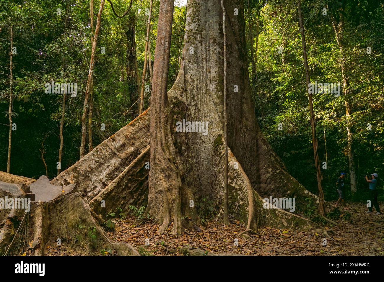 Biggest tree hi-res stock photography and images - Alamy