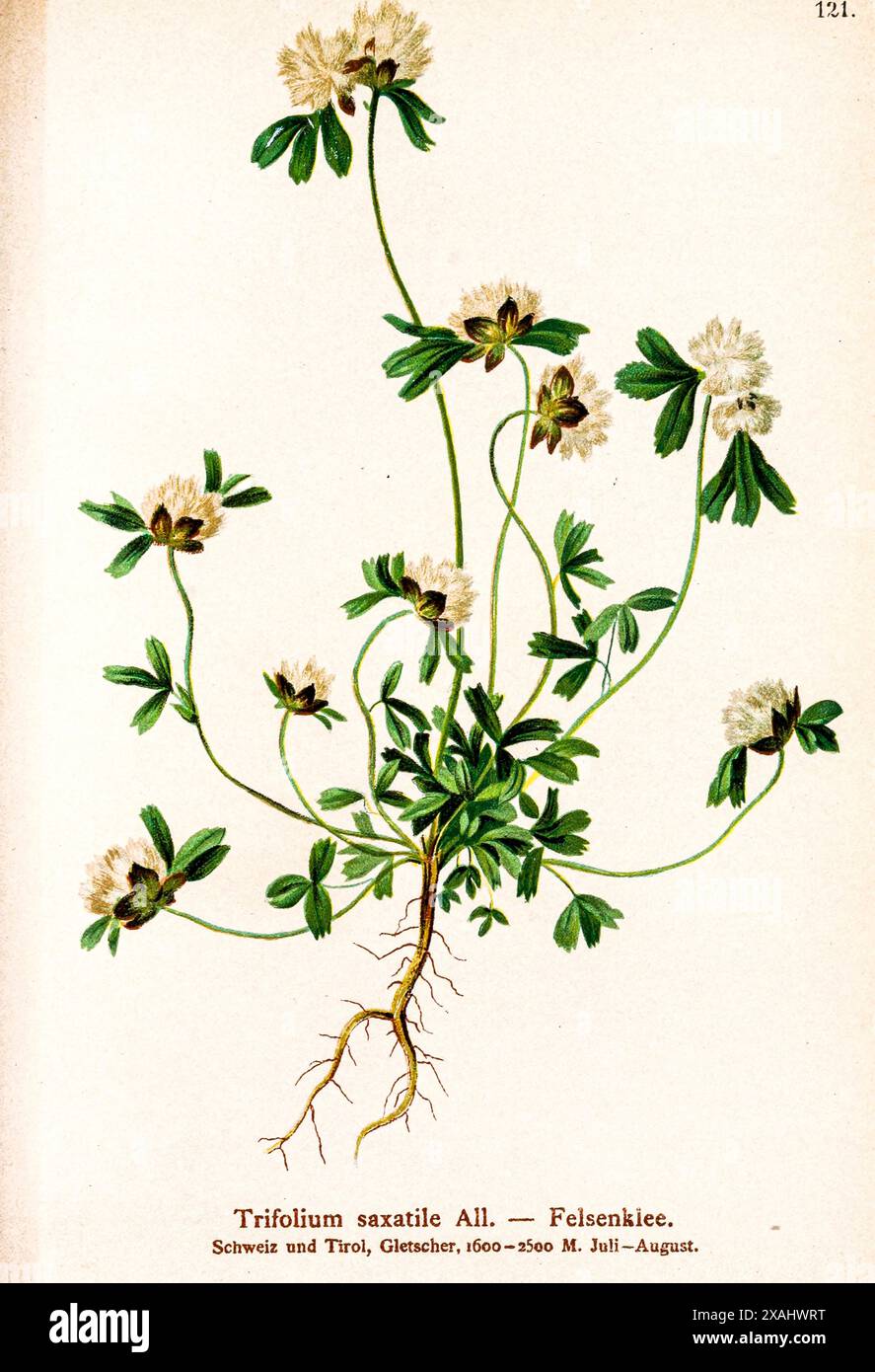 Trifolium saxatile All. — Felsenklee. botanical drawing from ' Atlas ...