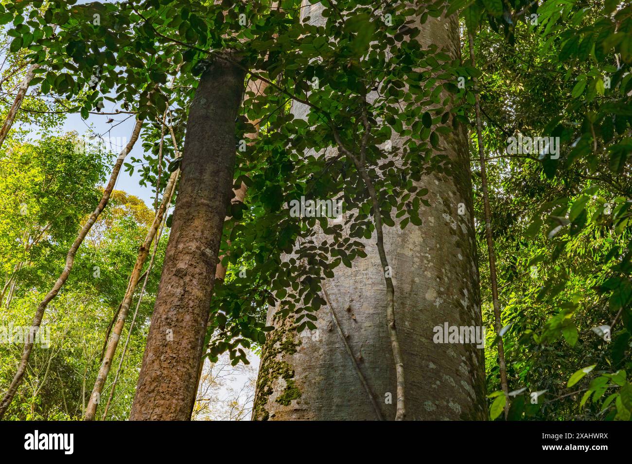 Biggest tree hi-res stock photography and images - Alamy