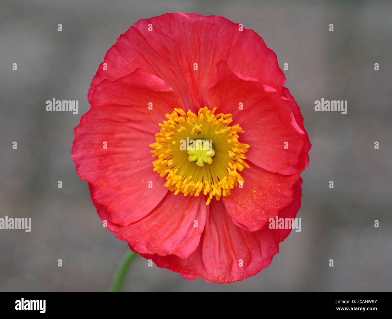 Icelandic Poppy Champagne Bubbles Stock Photo - Alamy