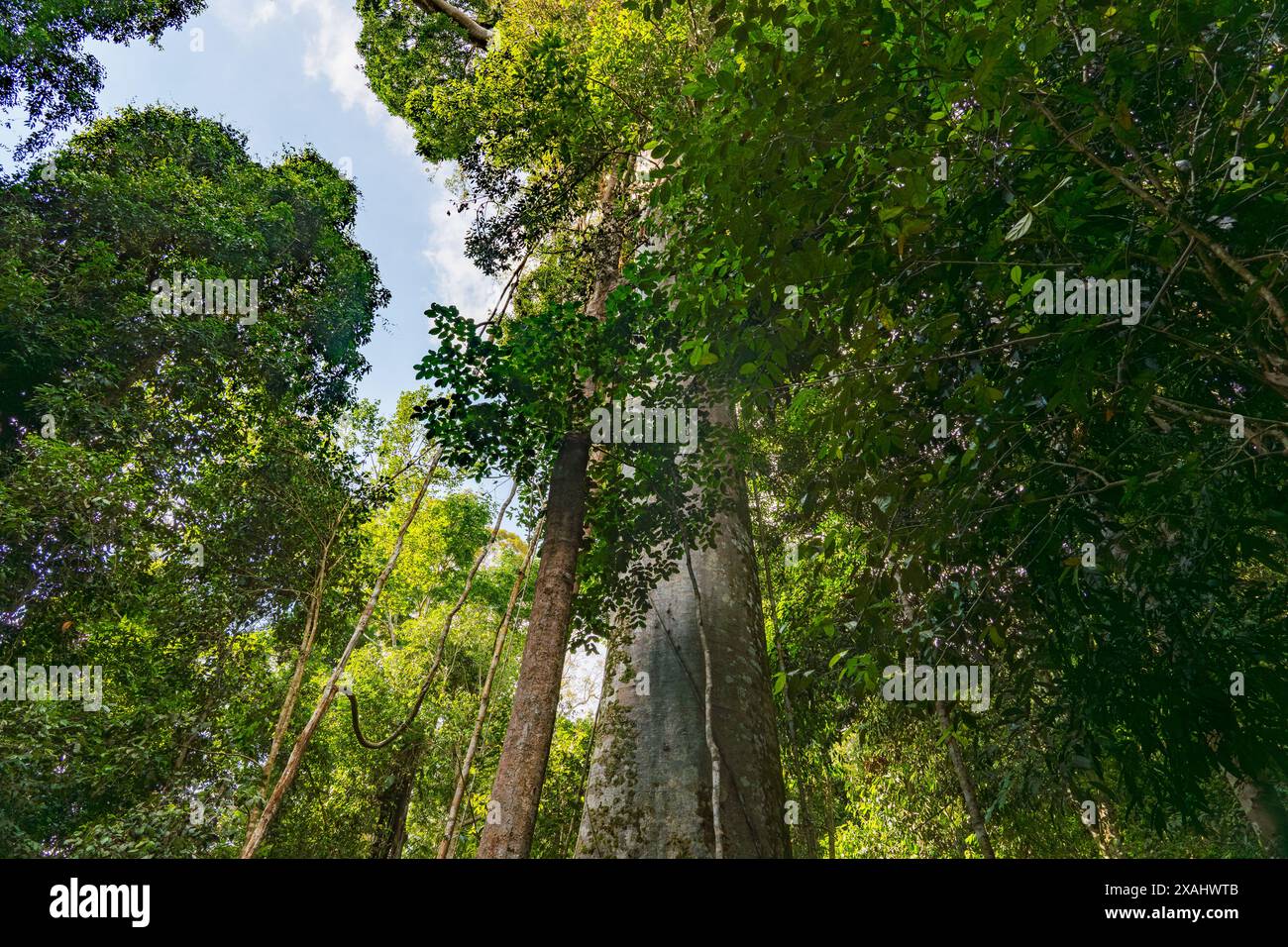 Biggest tree hi-res stock photography and images - Alamy