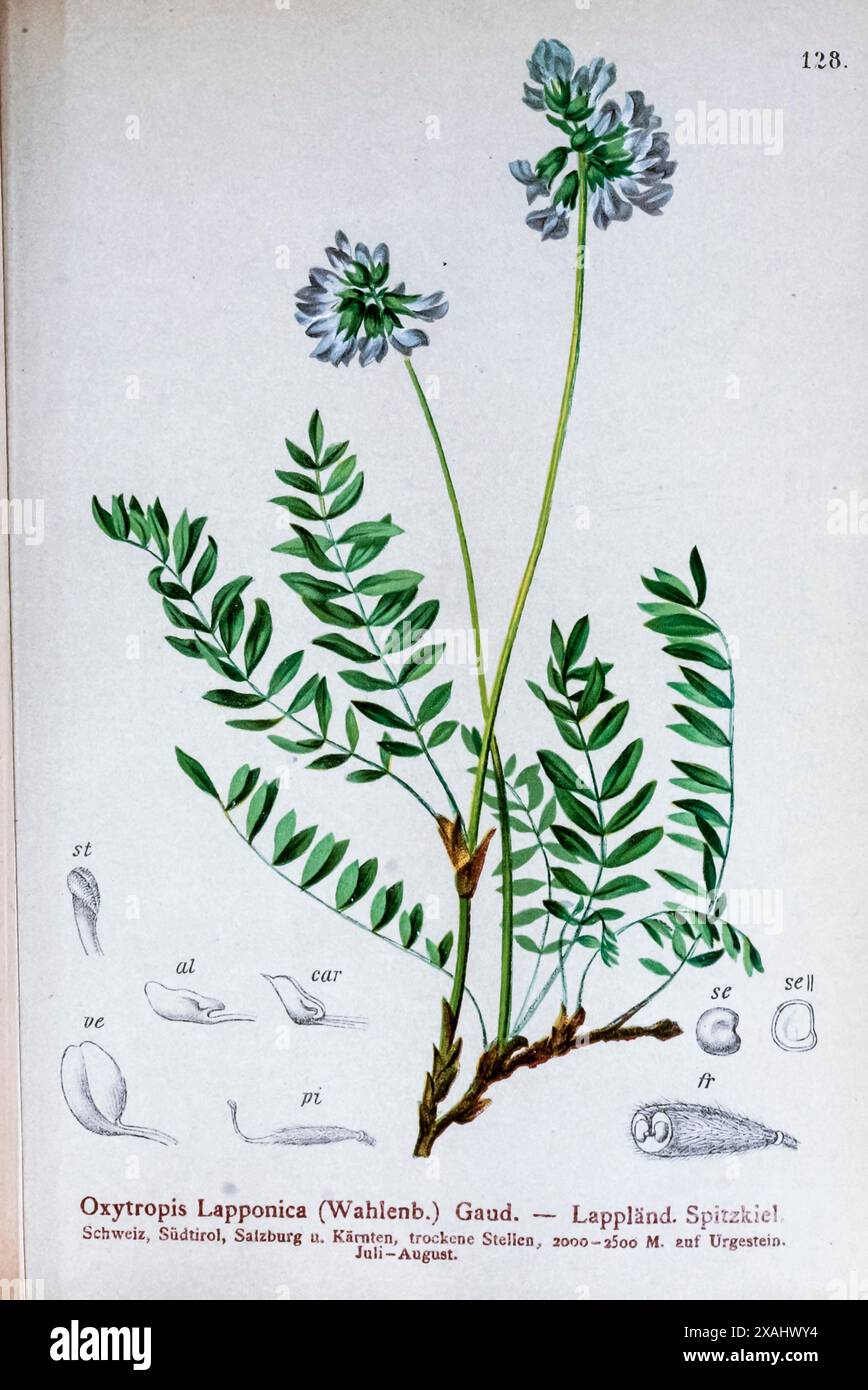 Oxytropis Lapponica (Wahlenb.) Gaud. — Lappländ. Spitzkiel Botanical ...