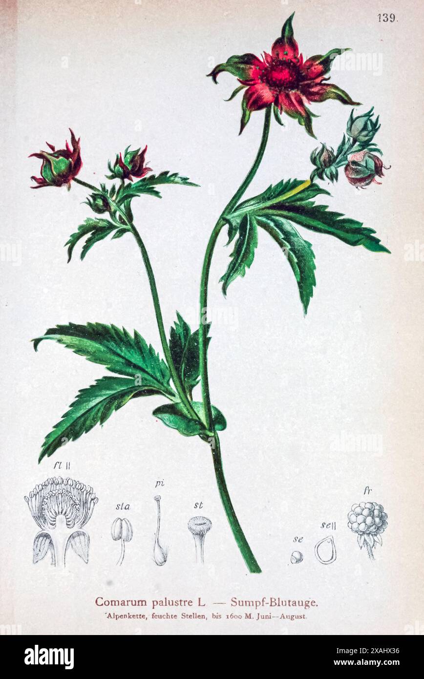 Comarum palustre L. — Sumpf-Blutauge. Comarum palustre, known by the ...