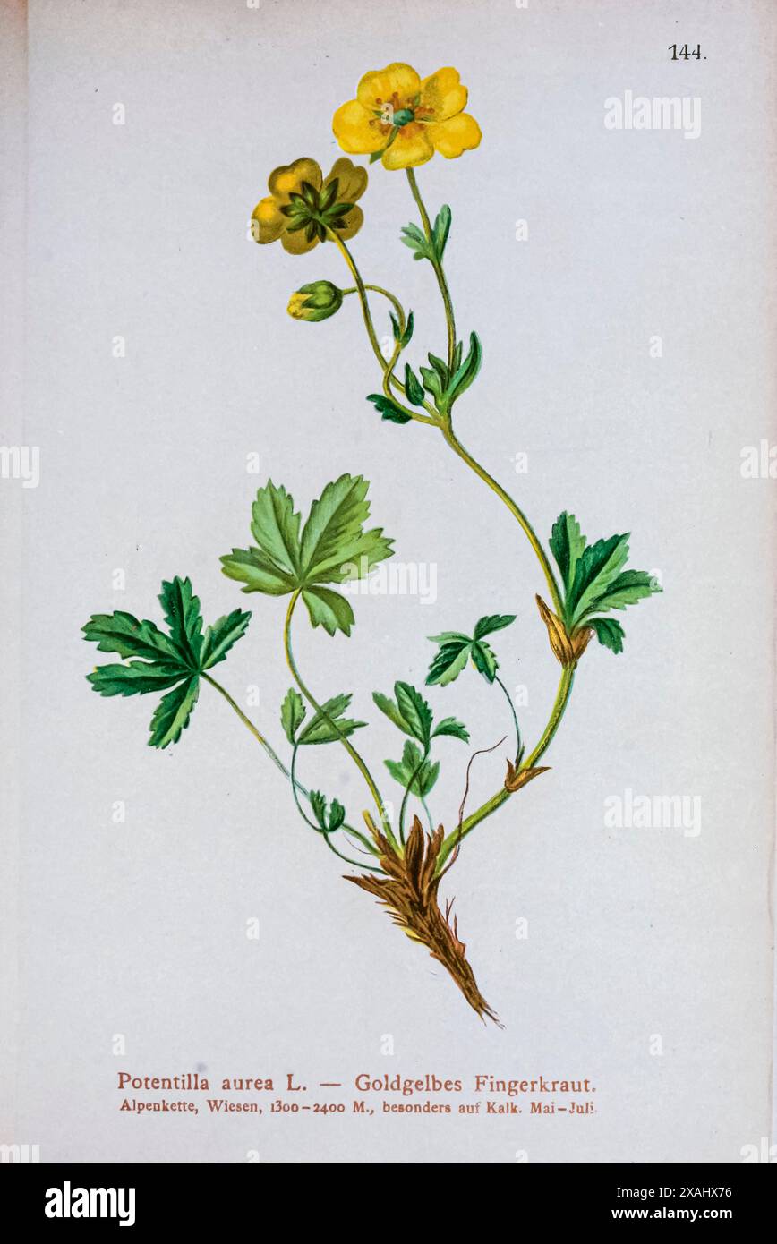 Potentilla aurea L. — Goldgelbes Fingerkraut. Potentilla aurea, the ...