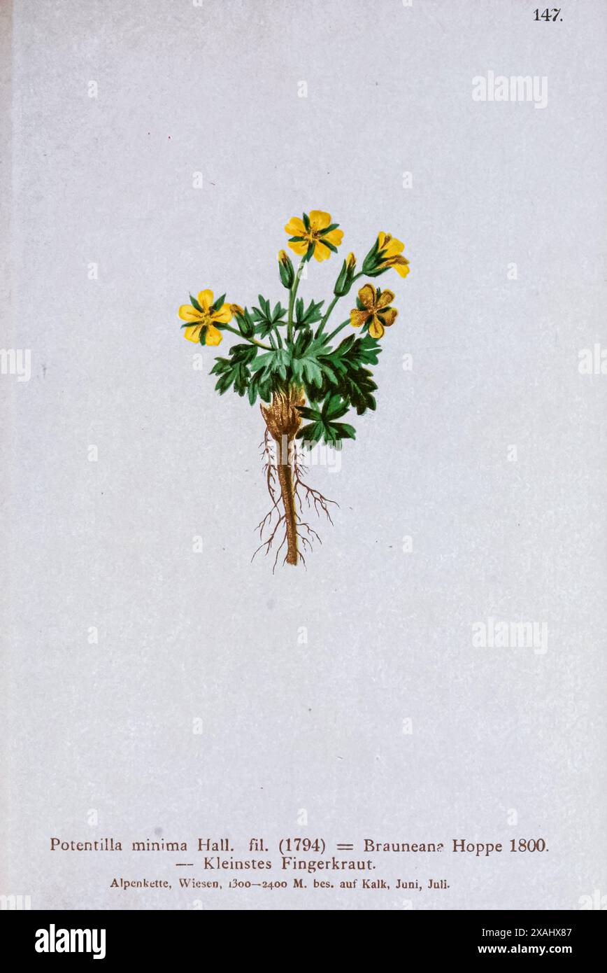 Potentilla minima hi-res stock photography and images - Alamy