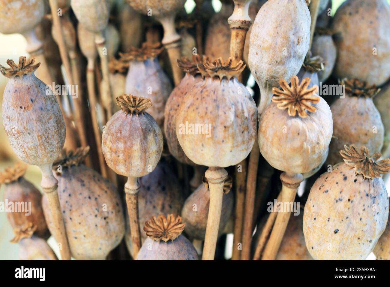 dried poppy heads as very nice natural background Stock Photo - Alamy