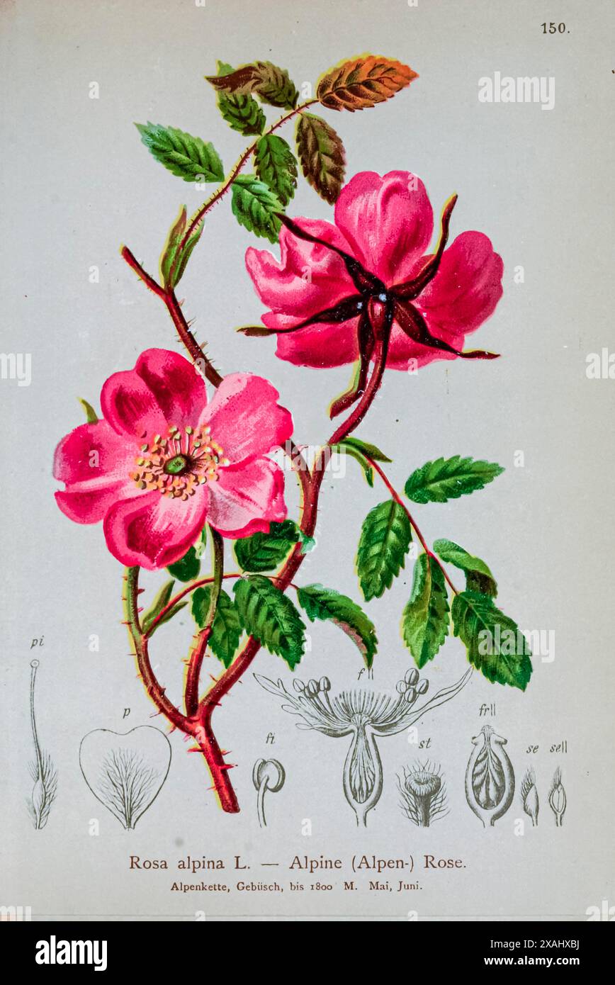 Thorns plant painting hi-res stock photography and images - Alamy