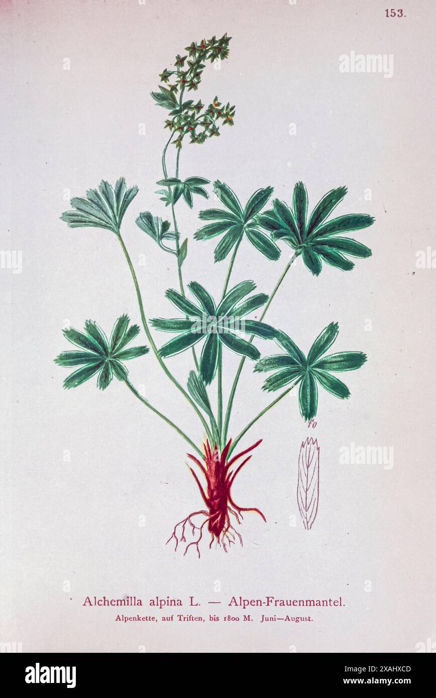 Alchemilla alpina L. — Alpen-Frauenmantel. Alchemilla alpina, commonly ...