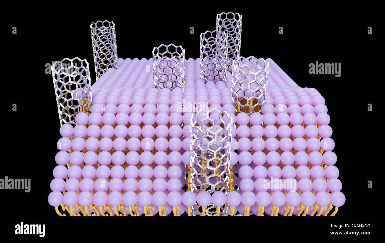 3D rendering of carbon nanotube porins, short pieces of carbon ...