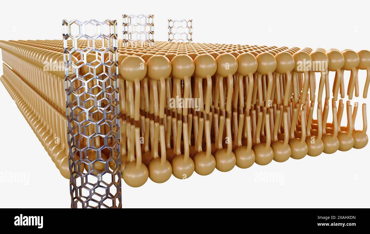 3D rendering of carbon nanotube porins, short pieces of carbon ...
