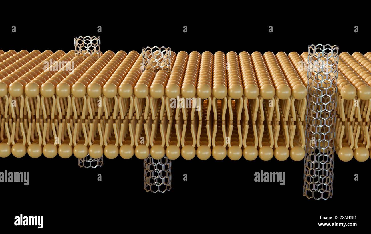 3D rendering of carbon nanotube porins, short pieces of carbon ...