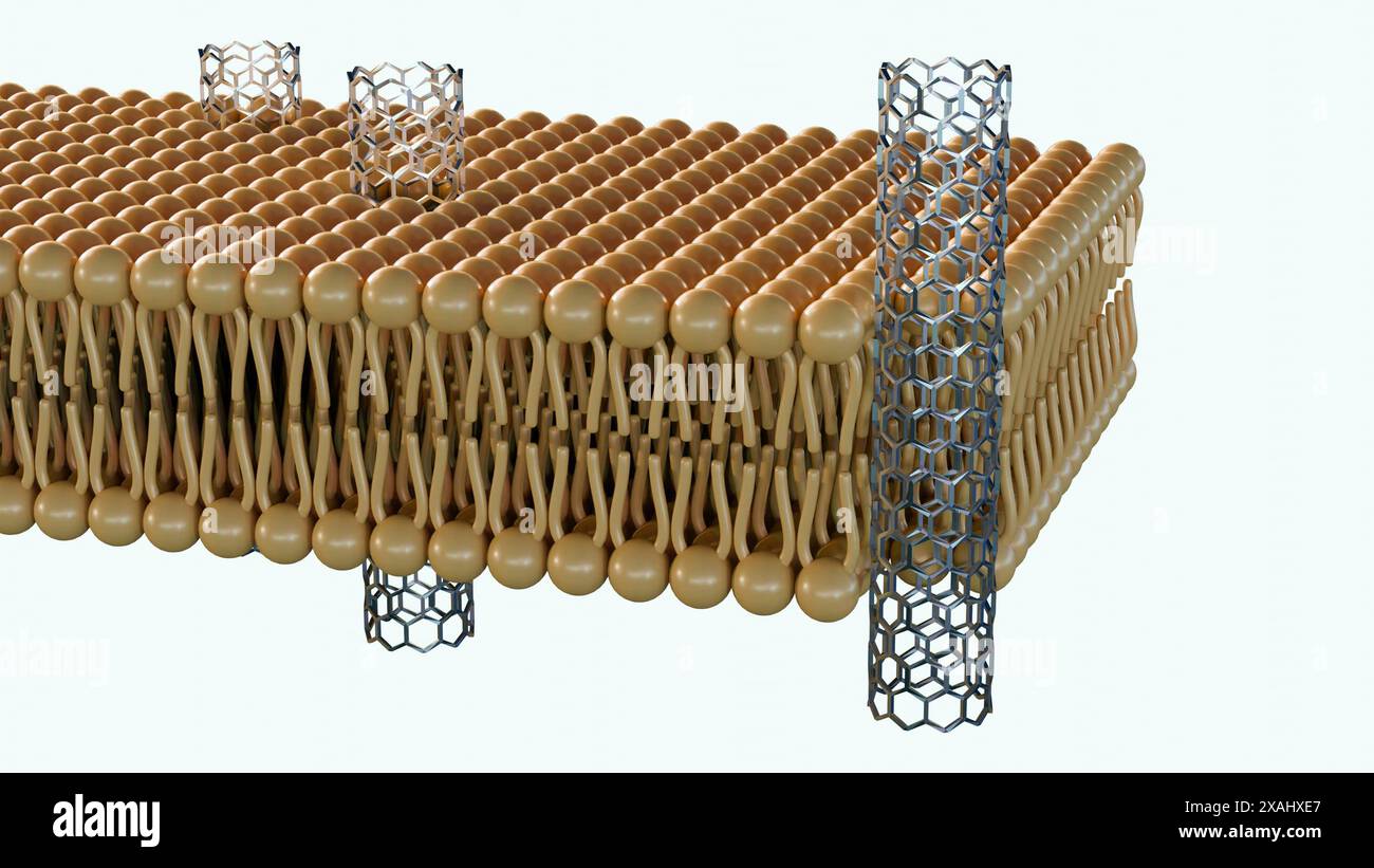 3D rendering of carbon nanotube porins, short pieces of carbon ...