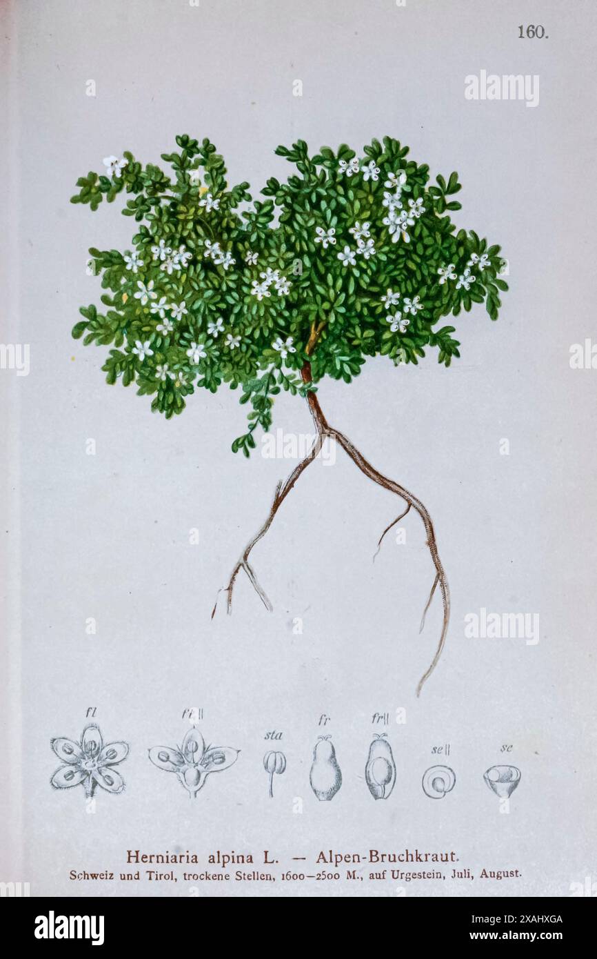 Herniaria alpina L. — Alpen-Bruchkraut. Botanical drawing from ' Atlas ...