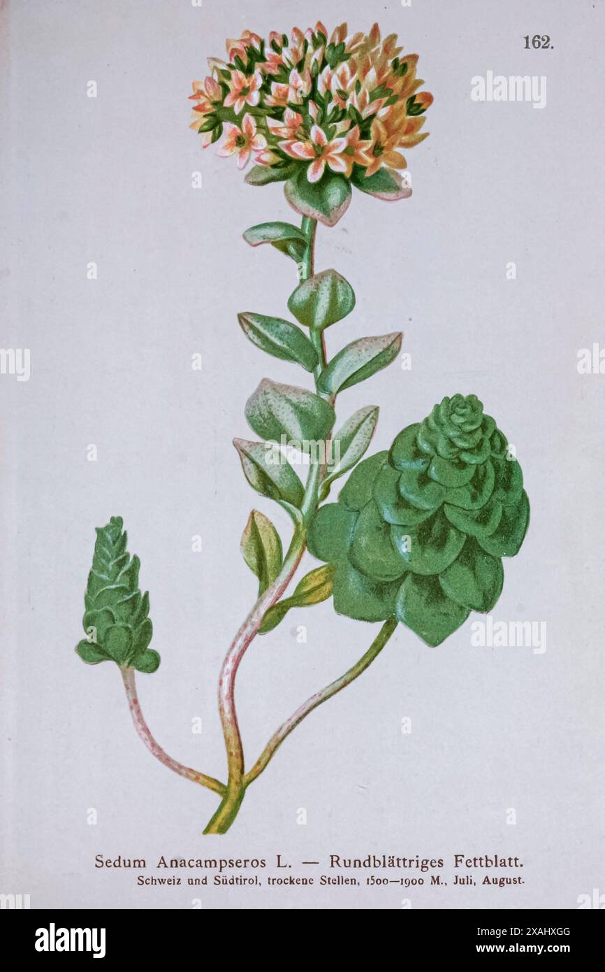 Sedum Anacampseros L. — Rundblättriges Fettblatt. Botanical drawing ...