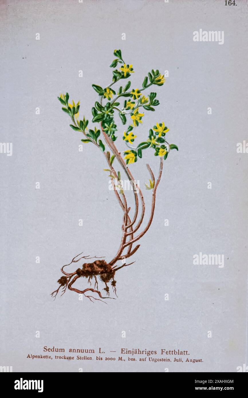 Sedum annuum L. — Einjähriges Fettblatt. Botanical drawing from ' Atlas ...