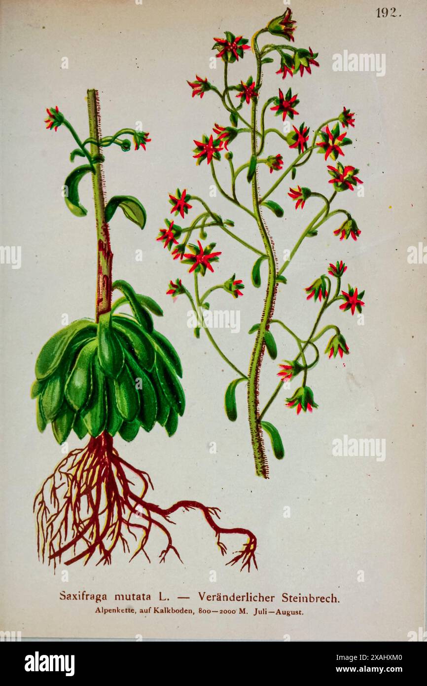 Saxifraga mutata L. — Veränderlicher Steinbrech. Botanical drawing from ...