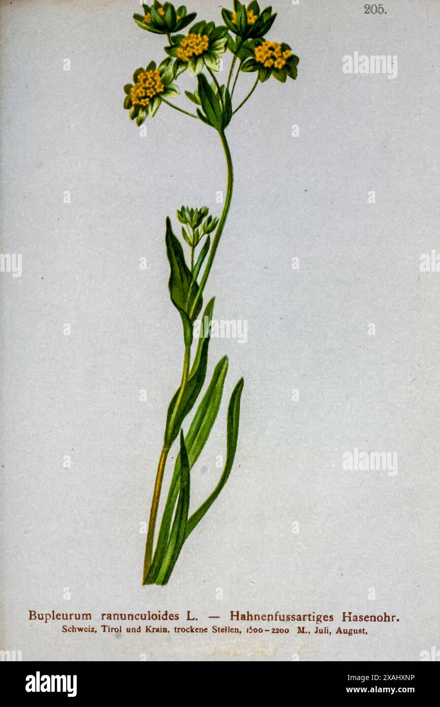 Ranunculoides bupleurum hi-res stock photography and images - Alamy