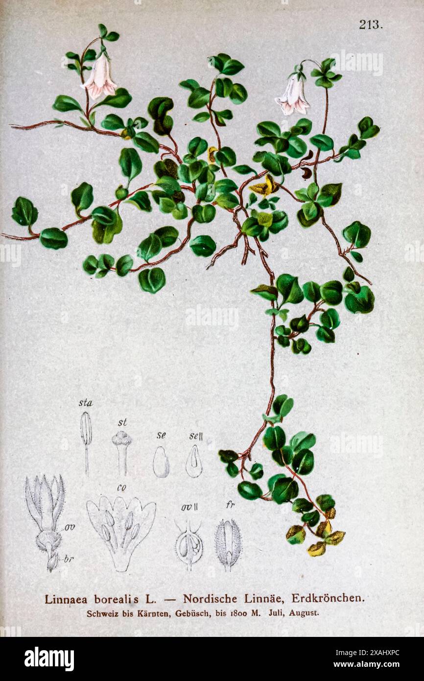 Erdkronchen hi-res stock photography and images - Alamy