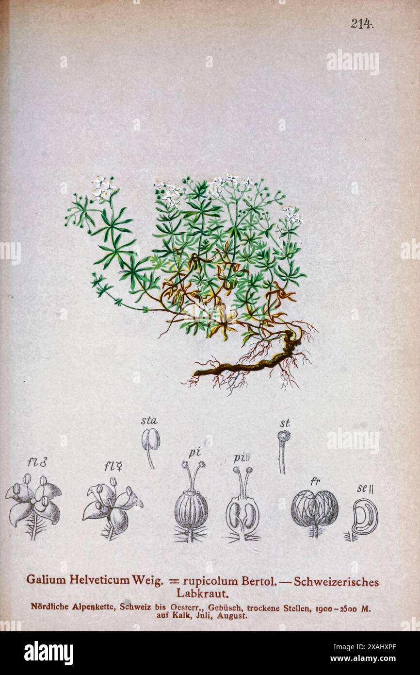 Plant galium helveticum hi-res stock photography and images - Alamy