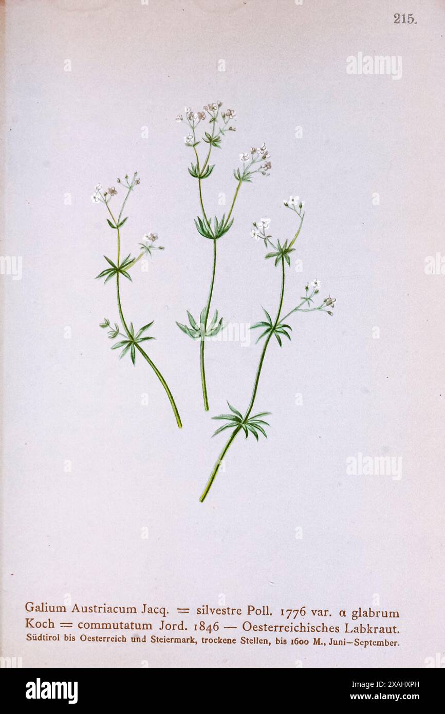 Plant galium austriacum hi-res stock photography and images - Alamy