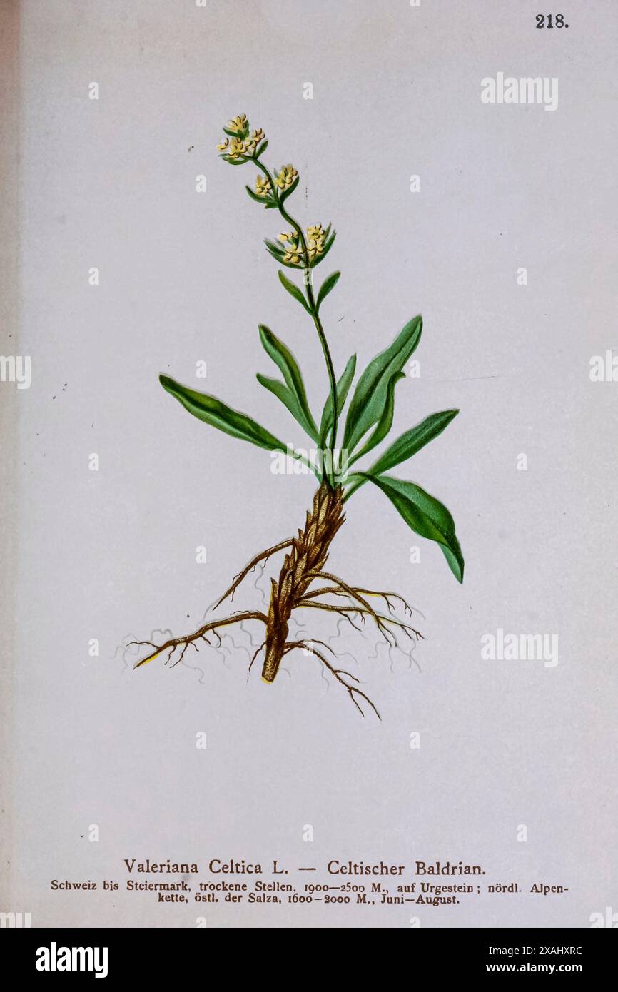 Valeriana celtica L. — Celtischer Baldrian. Valeriana celtica is a ...