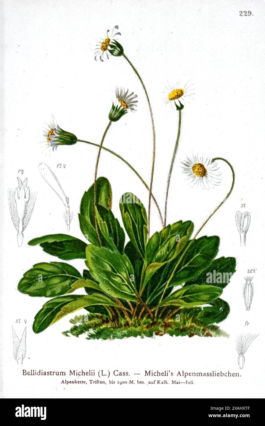 Bellidiastrum Michelii (L.) Cass. — Micheli’s Alpenmassliebchen ...