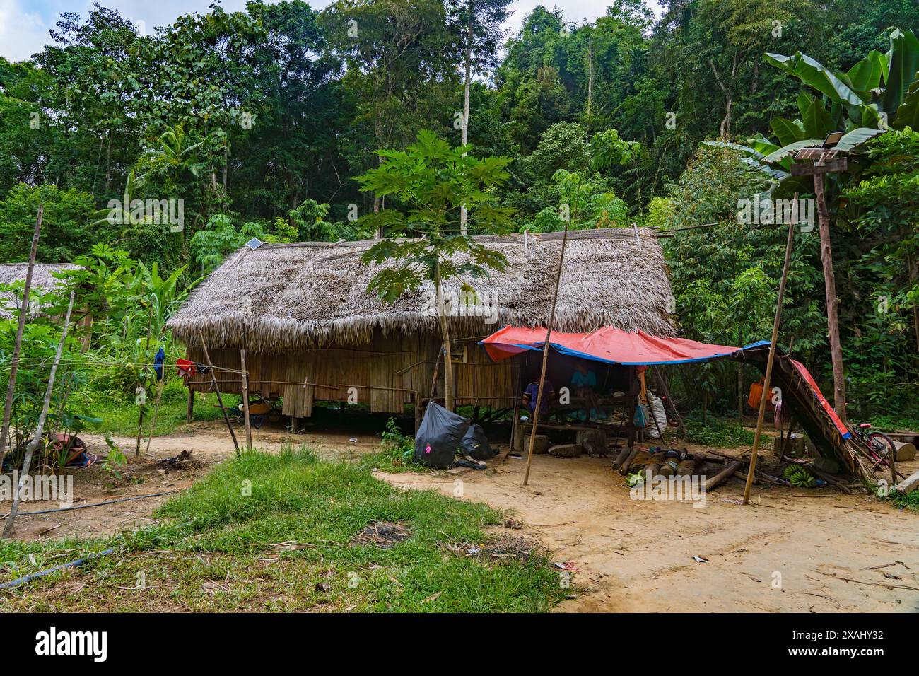 Pahang, Malaysia - May 14, 2024 : Orang Asli, the indigenous people ...