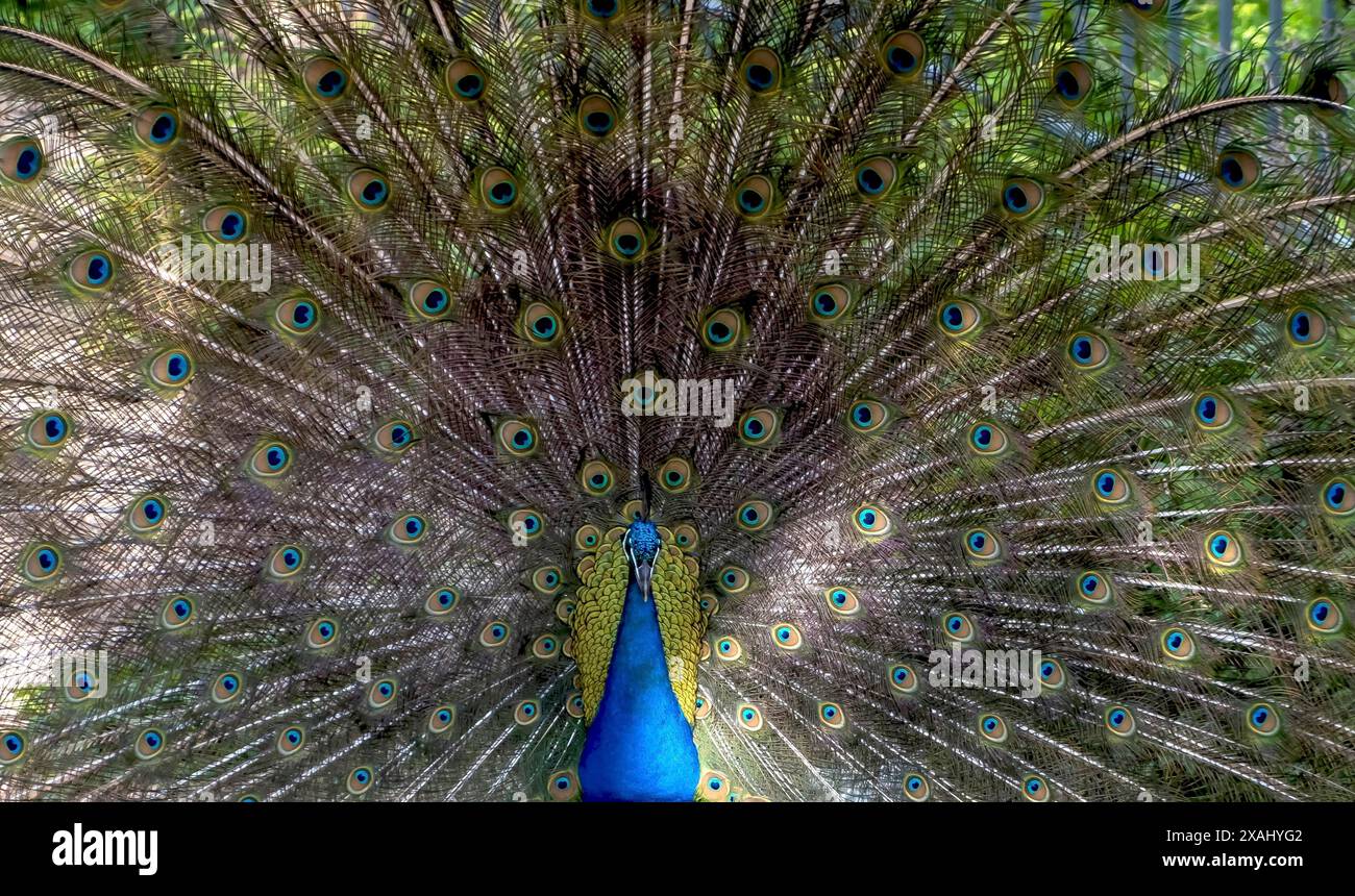 Indian peafowl (Pavo cristatus), Mount Filerimos, Rhodes, Dodecanese ...