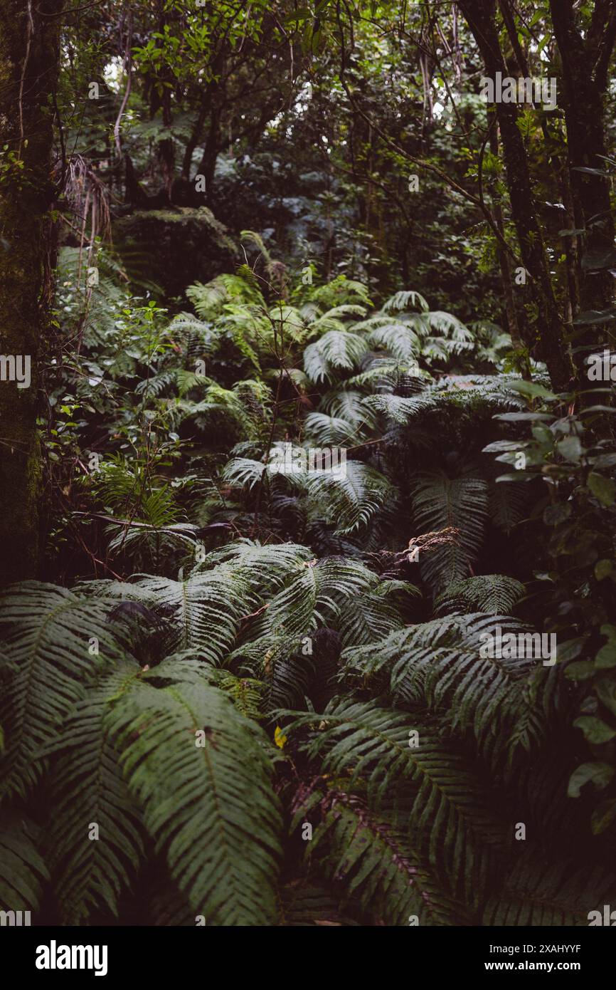 Full green tree hi-res stock photography and images - Alamy