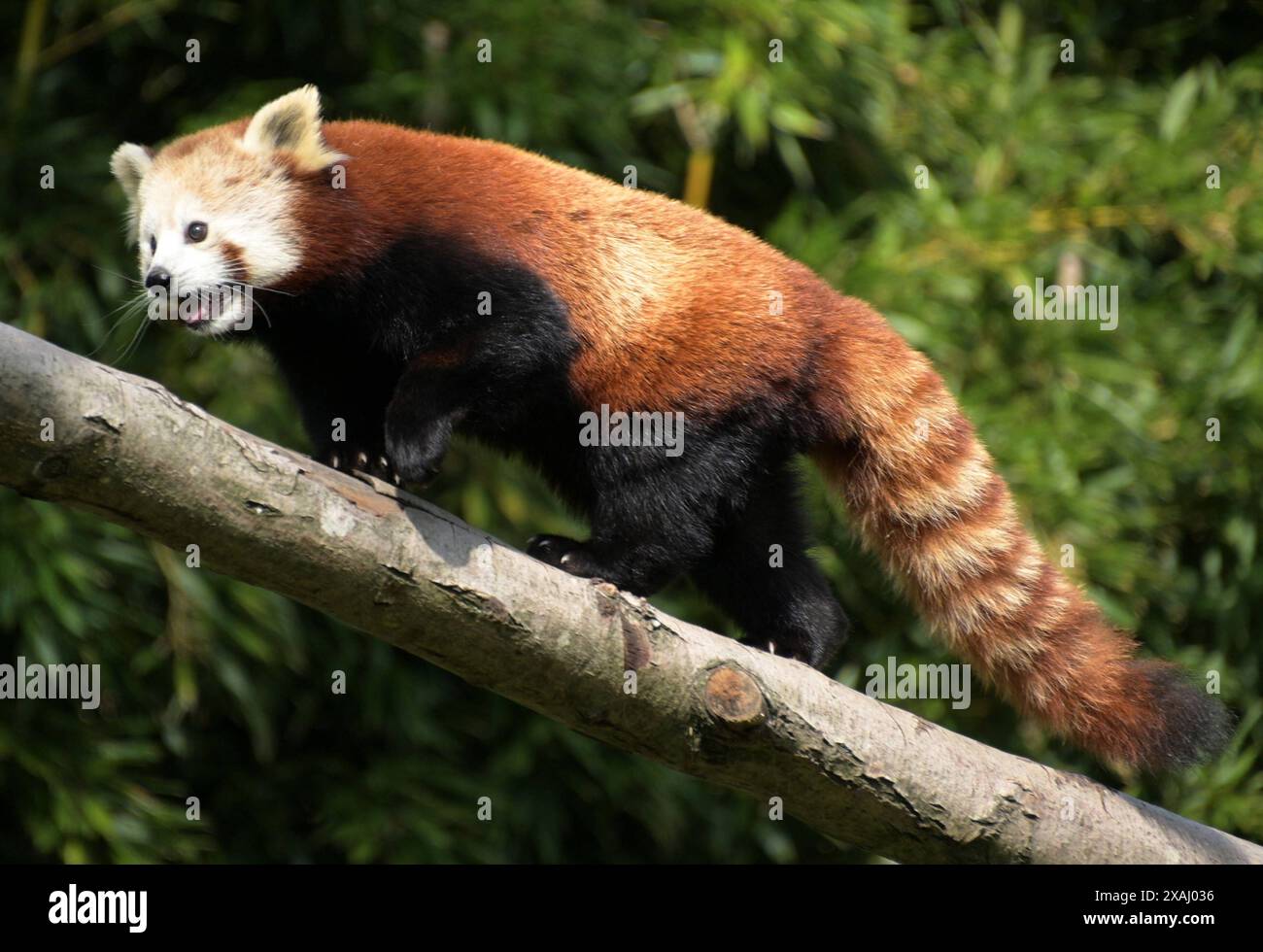 Roter. Panda fotografiert im Opel Zoo am 29.9.2023 in Kronberg im ...