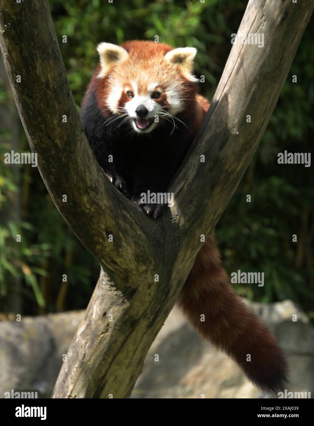 Roter. Panda fotografiert im Opel Zoo am 29.9.2023 in Kronberg im ...