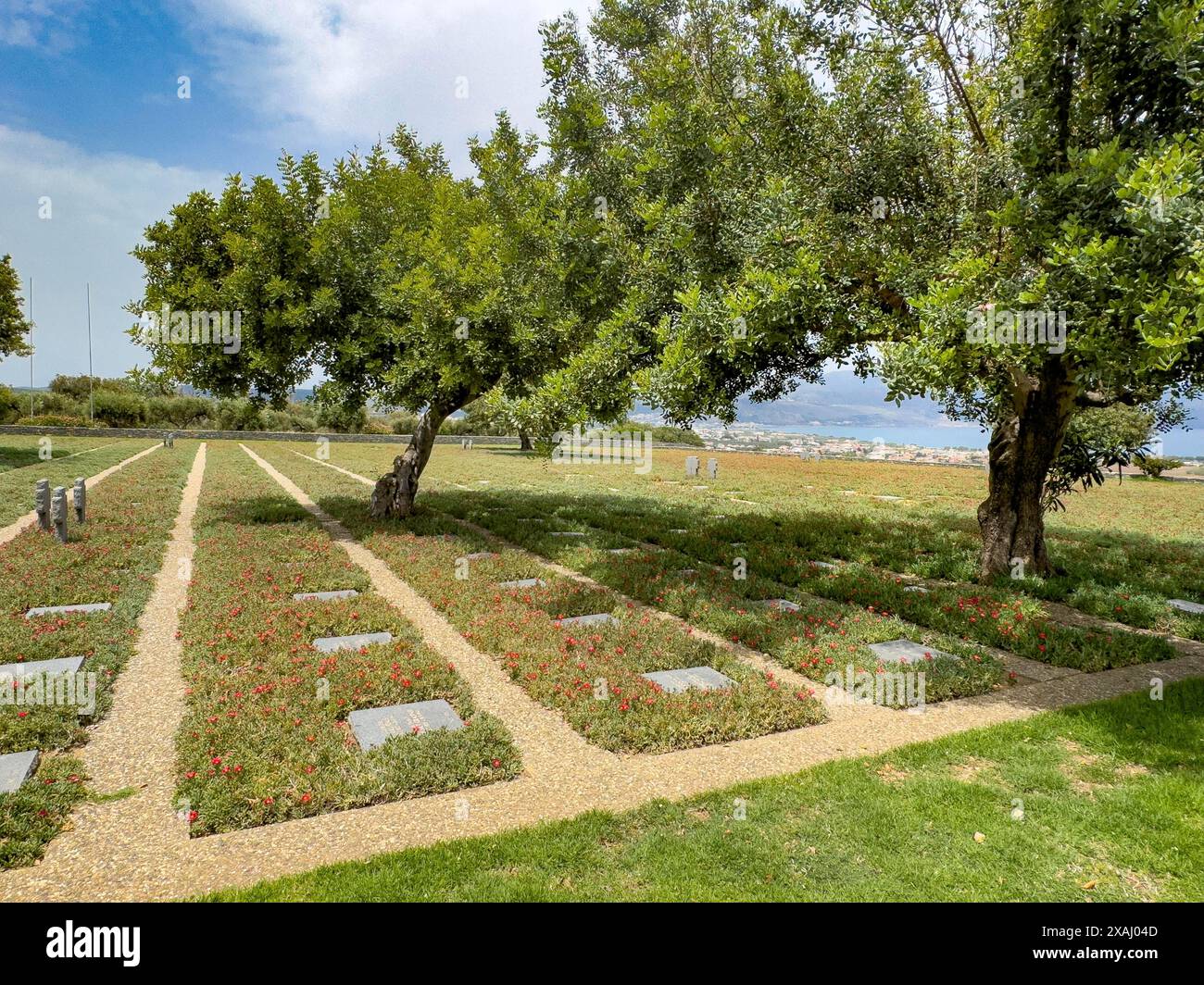 Olive trees (Olea europaea) stand between cast shadows on rows of grave ...