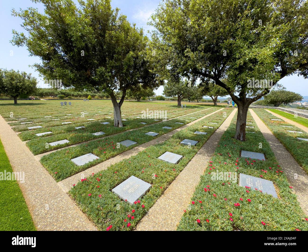 Olive trees (Olea europaea) stand between cast shadows on rows of grave ...