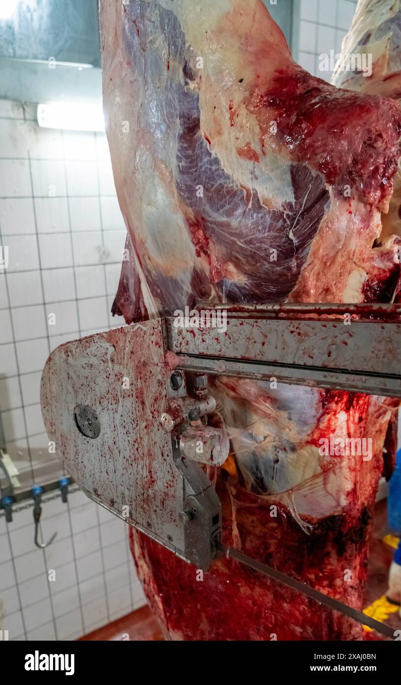 Close up view of cutting up a cow carcass with a chainsaw in ...