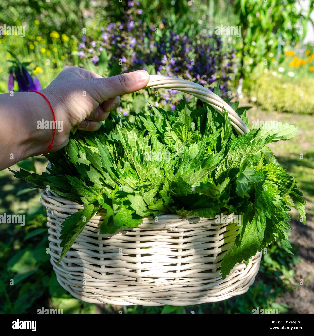 Organic nettle in white wicker basket Stock Photo - Alamy