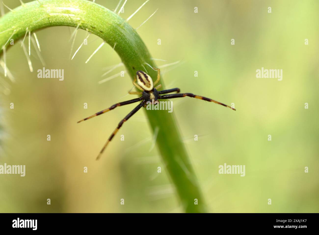 The jumping spider is scared, it spread its legs in different ...